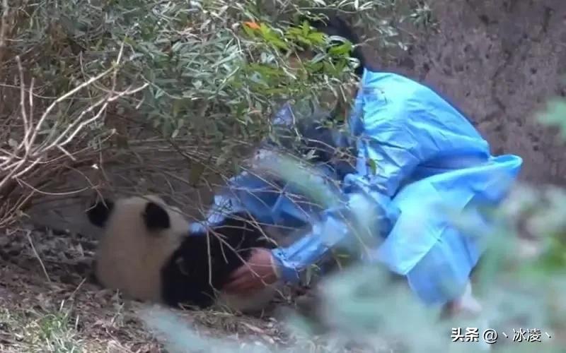 The most inspirational national treasure giant panda Fu Wan: Born ...