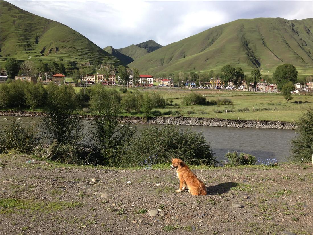 A "roaring dog" appeared on the Sichuan-Tibet line. It has been waiting ...