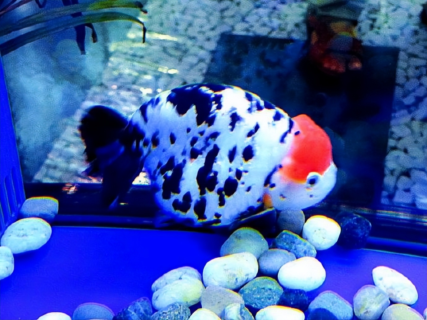 Guide to the correct feeding of Lanshou goldfish, beginners before ...