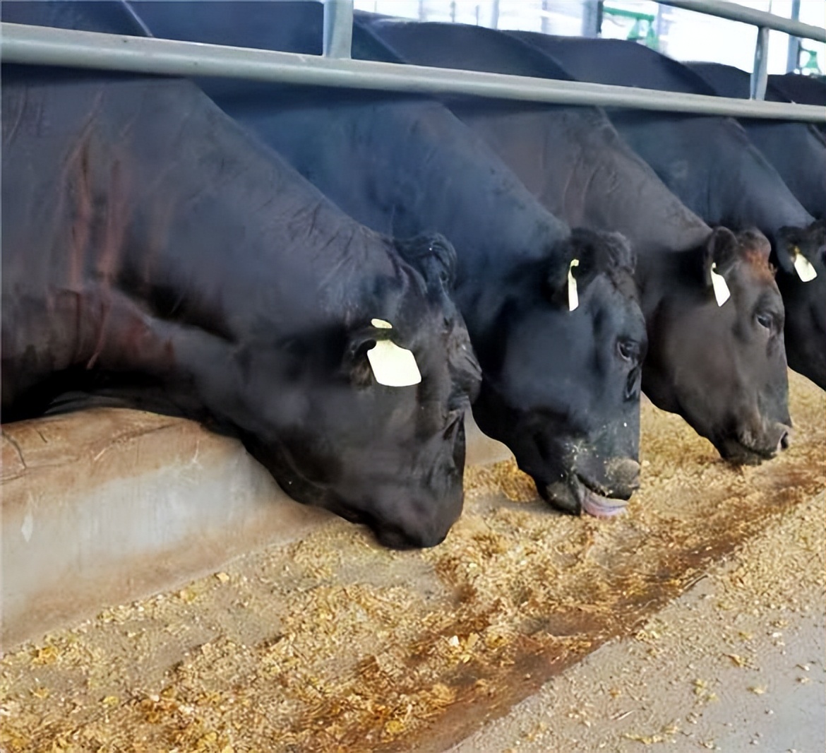 Jun Bo Hei Niu Fu - iMedia