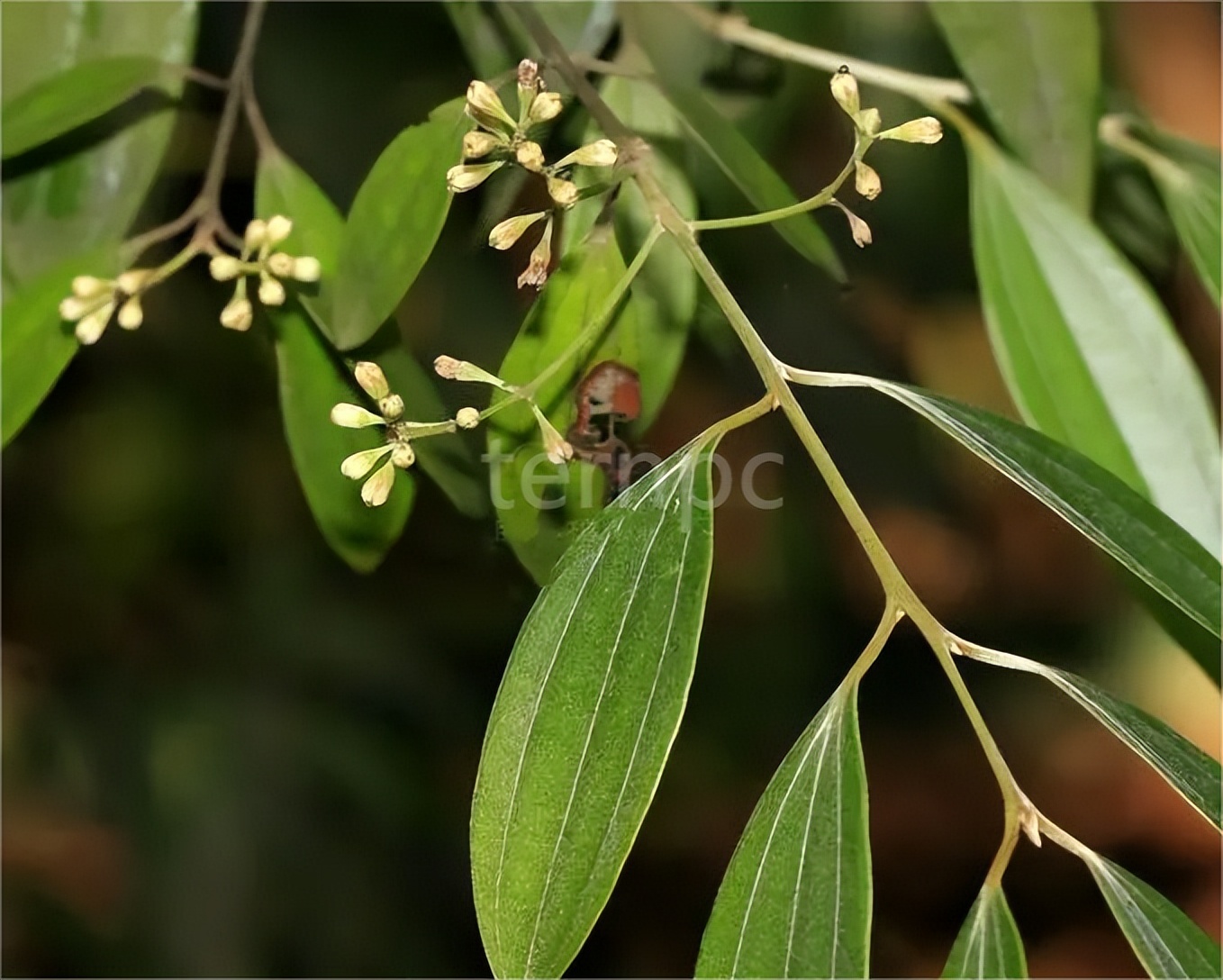 Economic tree - cinnamon - iNEWS