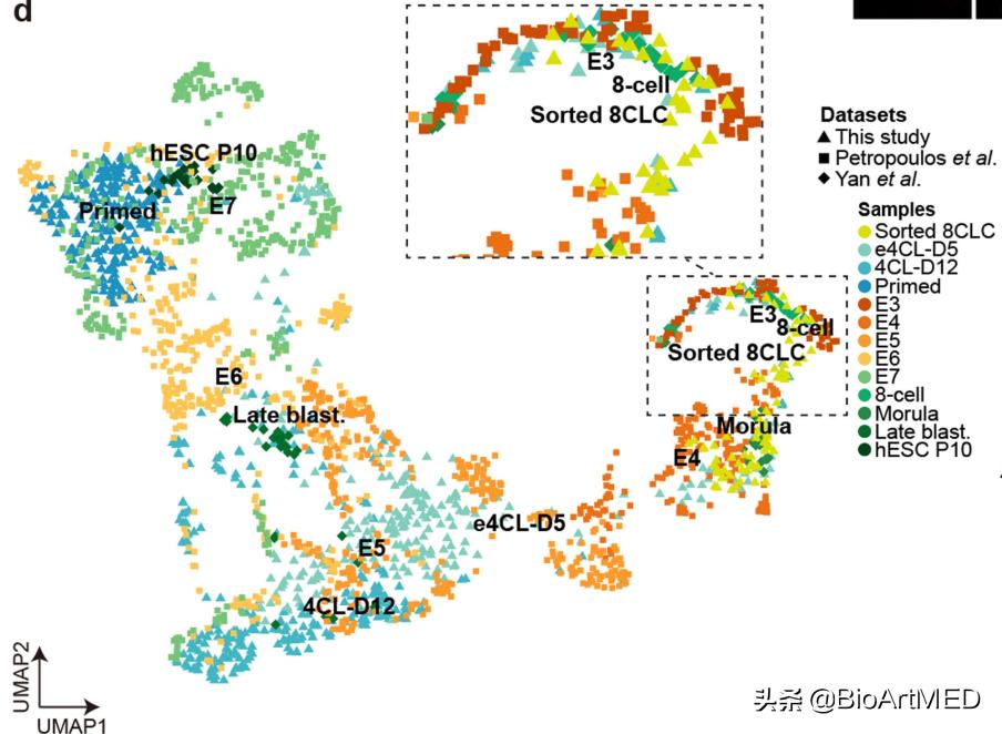 In vitro culture of human 8 cell-like cells - iNEWS