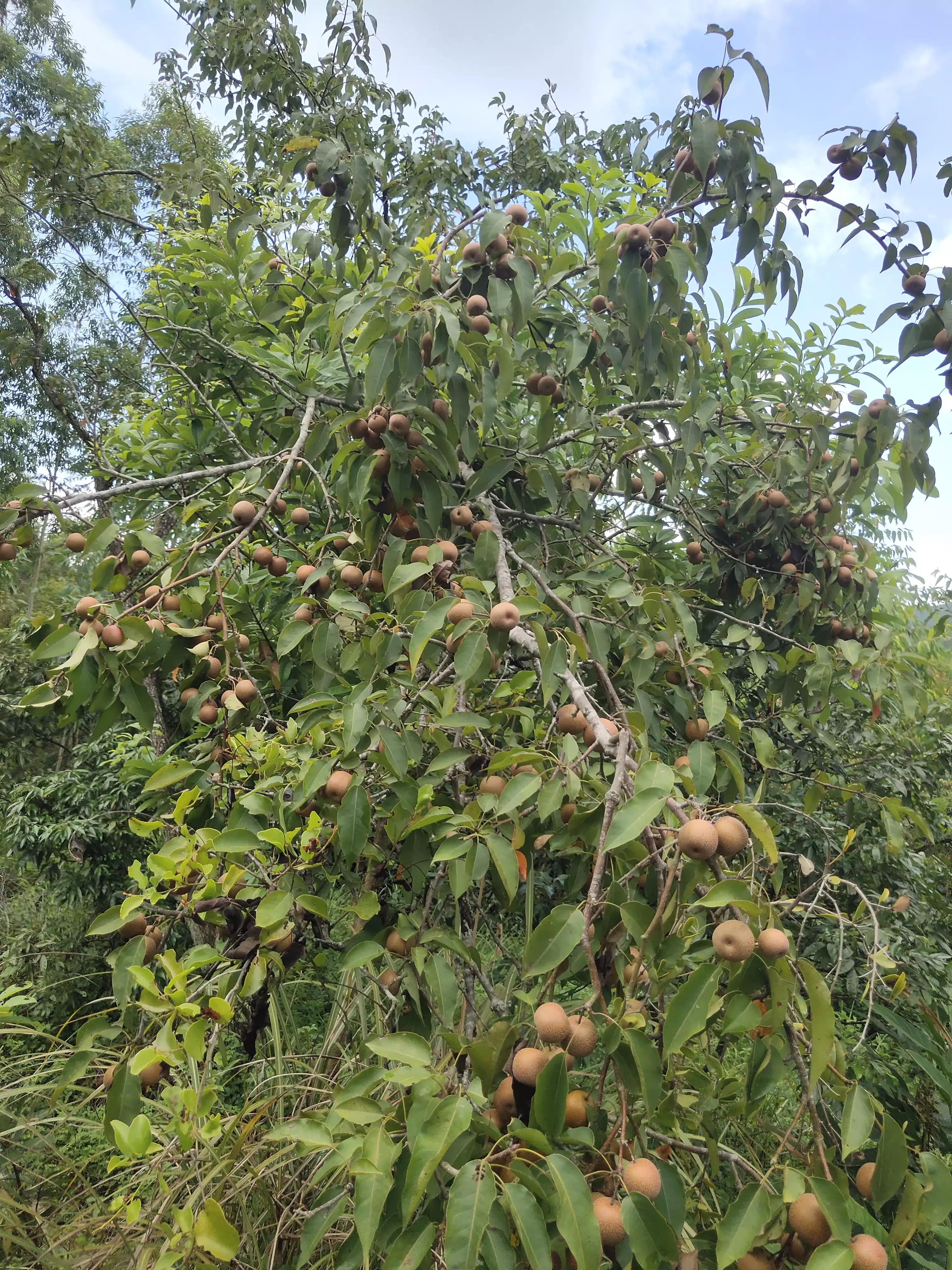 "The Story of Tangli" - iNEWS