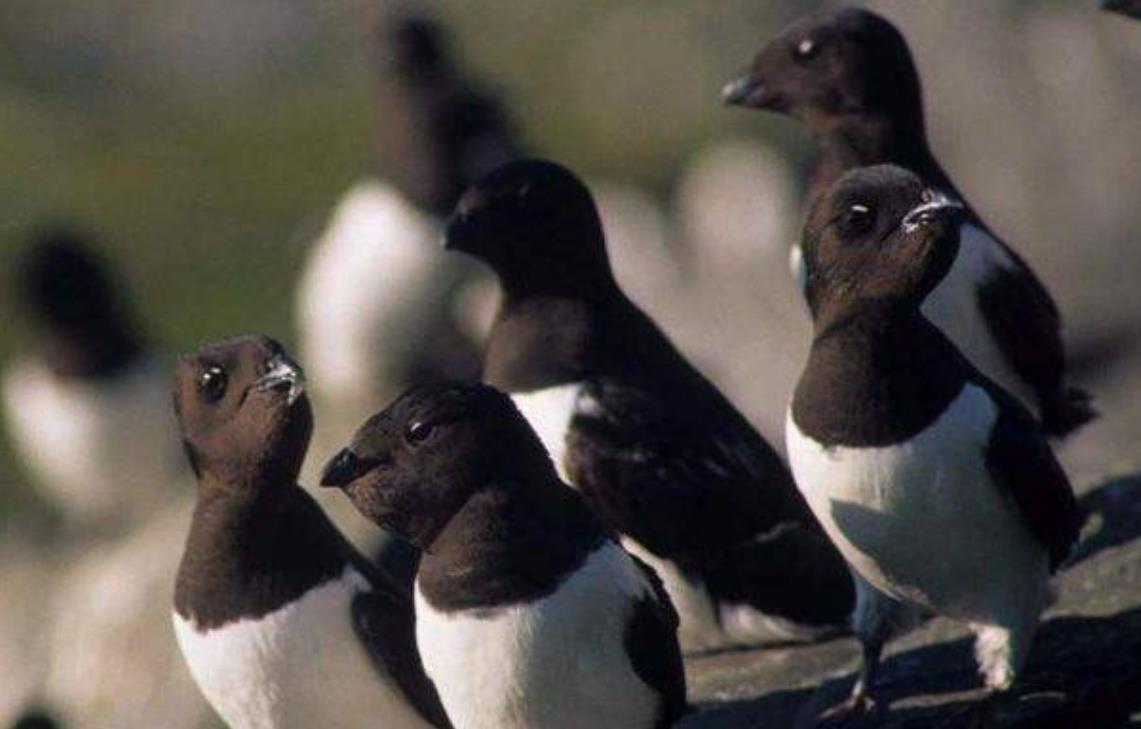 The ultimate enjoyment of sea food: try the Inuit delicacy pickled ...