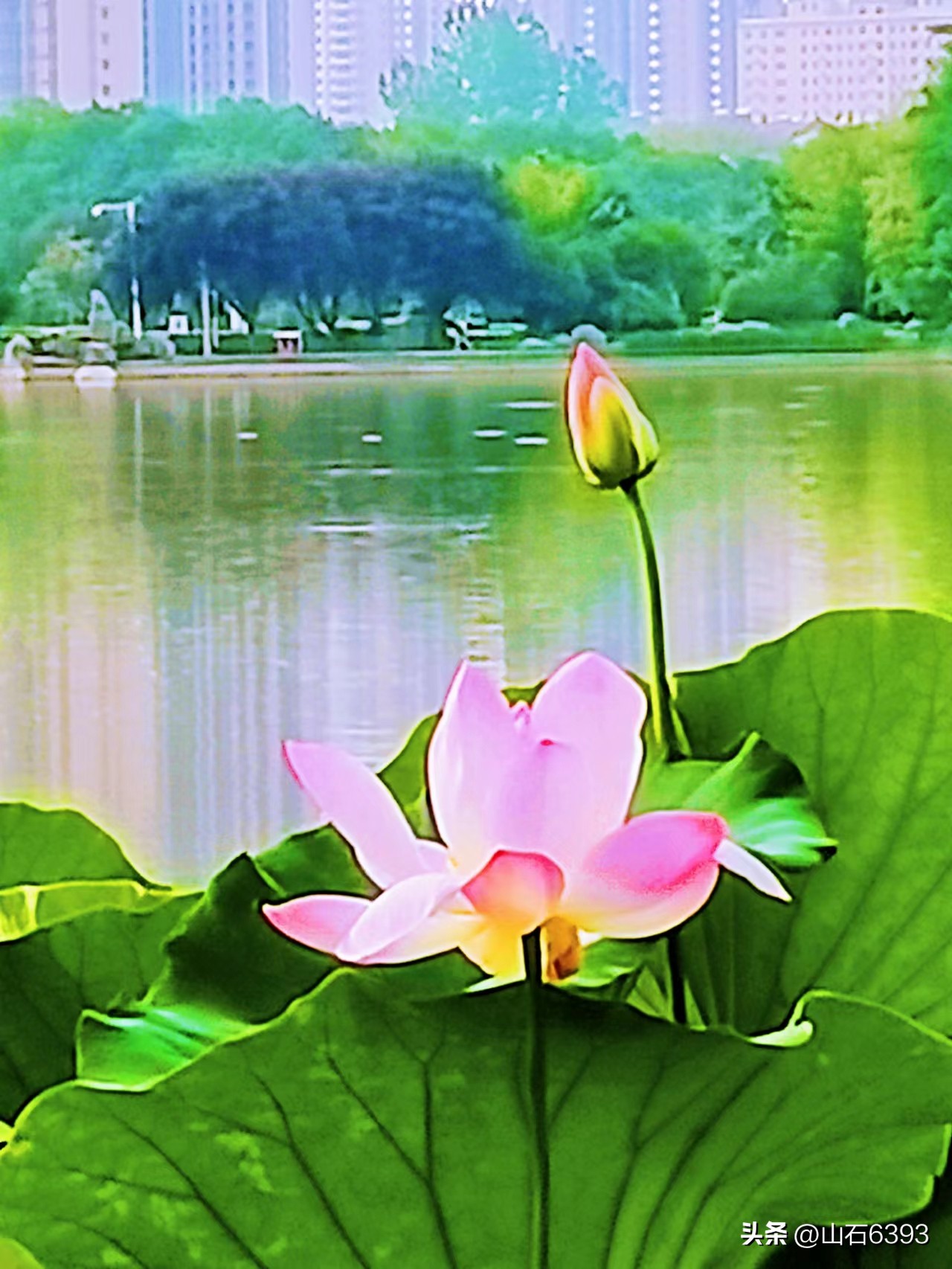 "Ode to the Lotus" Series 23: Guo Fucheng's "Wind into the Pine·August ...