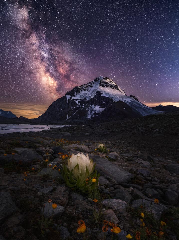 What does the rare Tianshan snow lotus look like? - iNEWS