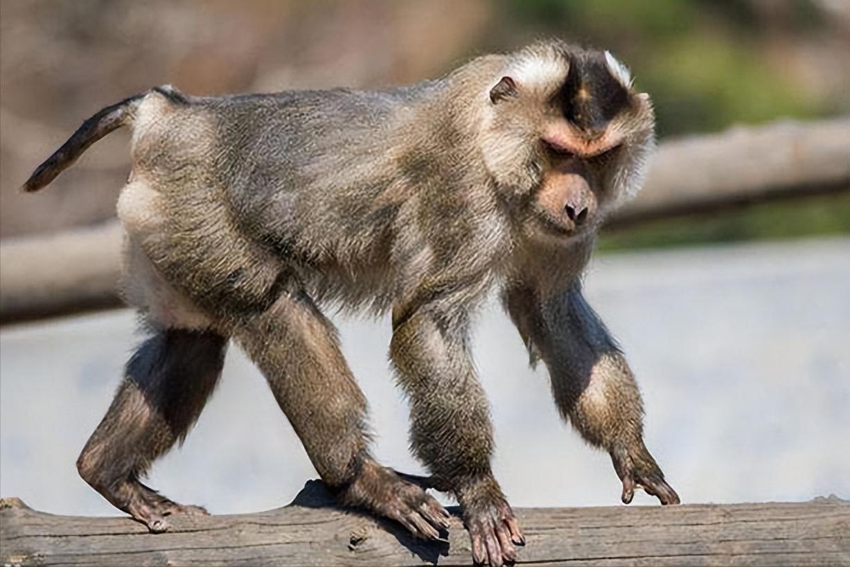 The 10 Most Terrifying Monkeys in the World - iNEWS