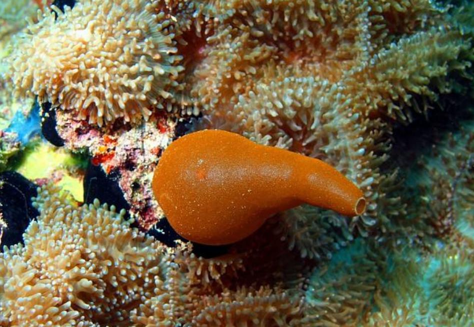 "Reverse evolution" eats their own brains and wants to turn plants into ...