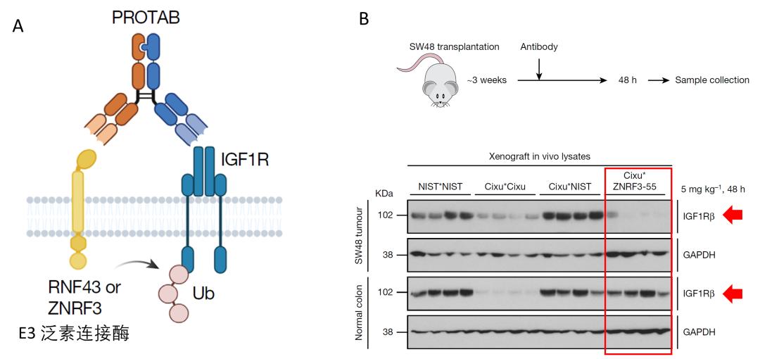 New technology "mobilizes" endogenous ubiquitinase to specifically ...