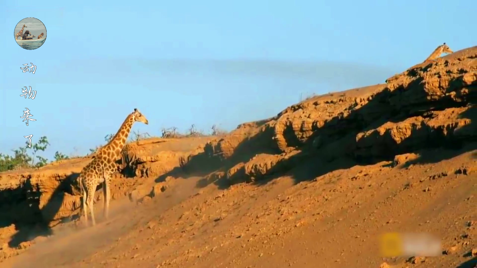 The giraffe's neck was broken and turned into a Z shape, and the neck ...