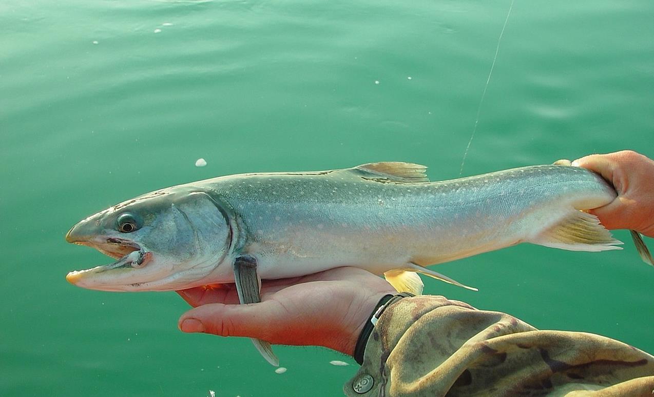 Is salmon a sea fish or a freshwater fish? - iNEWS