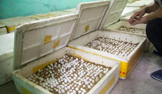 The world's largest snake village, 3 million snakes infested the ...