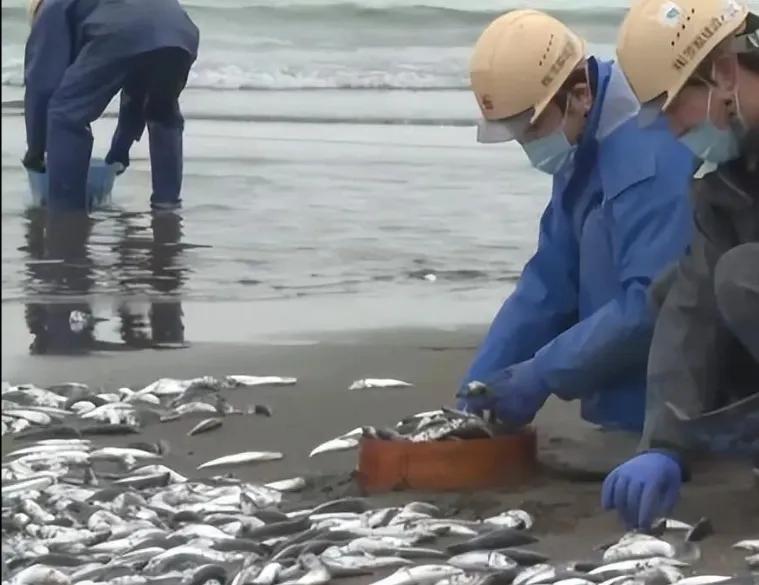 The coast is full of dead fish, the result of Japan's discharge of ...