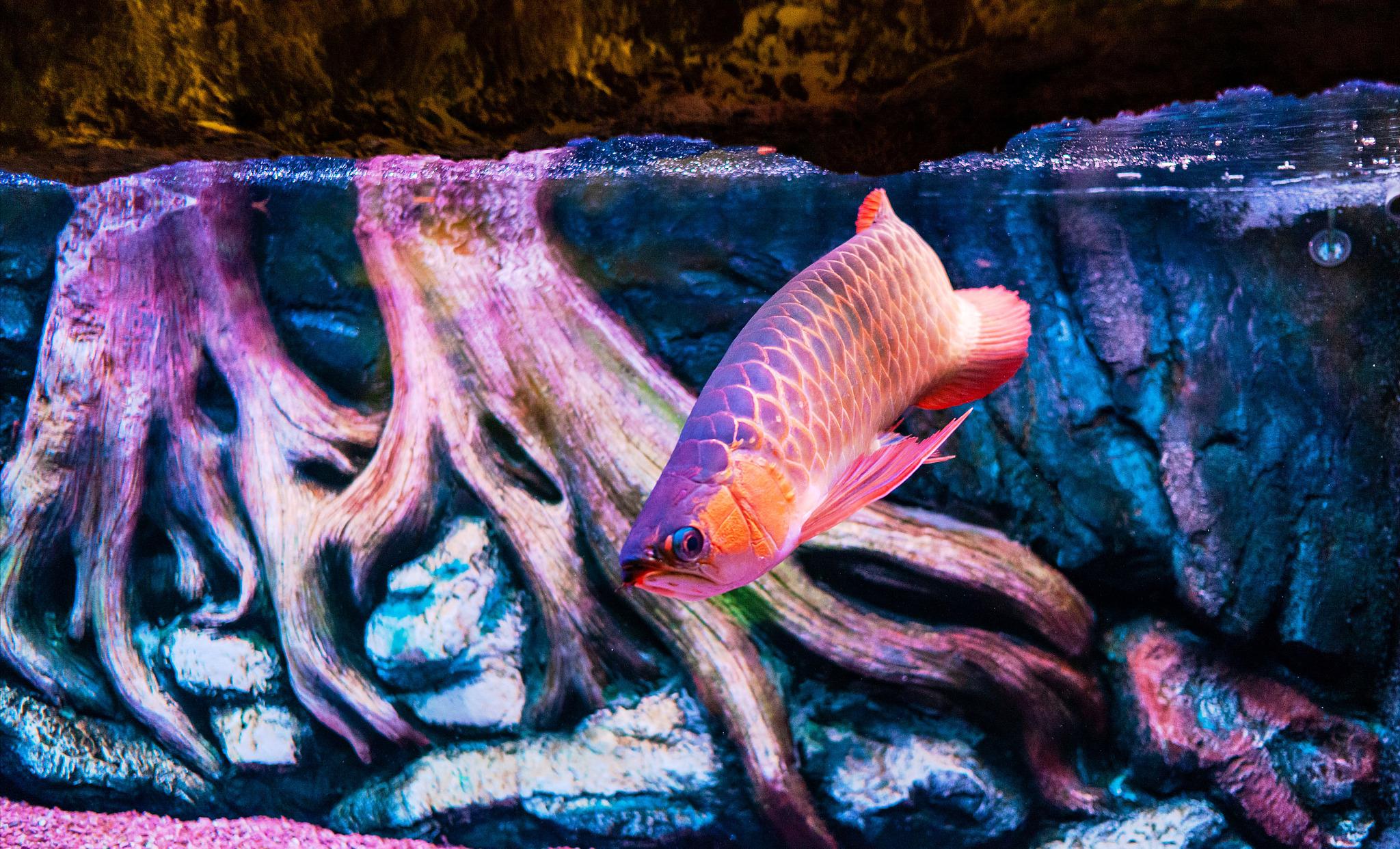 The mighty and majestic king of the water: why is the dragon fish ...