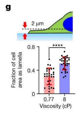 Cancer cells move and spread faster in thicker extracellular fluid - iNEWS