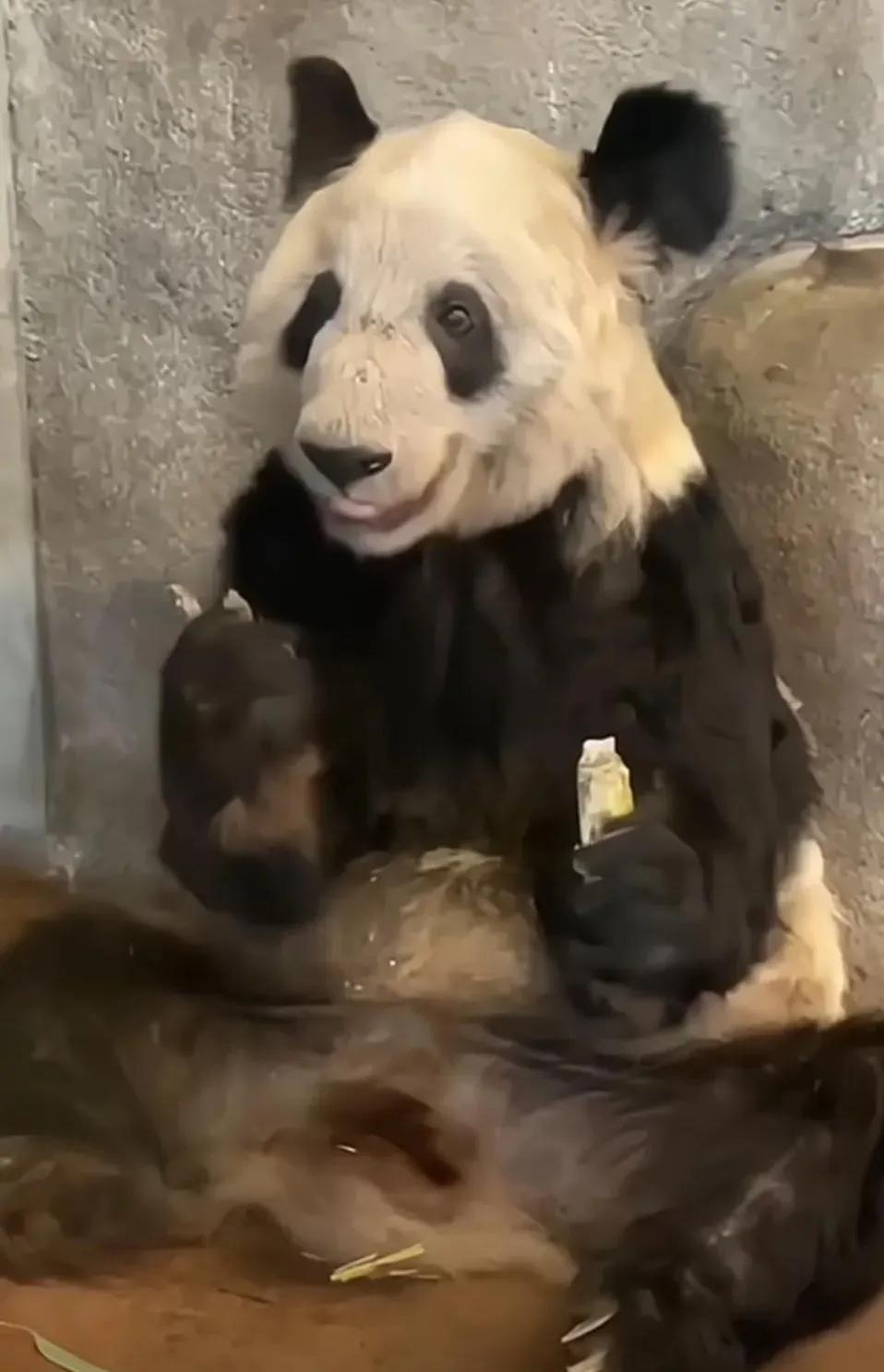 Quickly save it! The giant panda Yaya is in critical condition. Can she ...