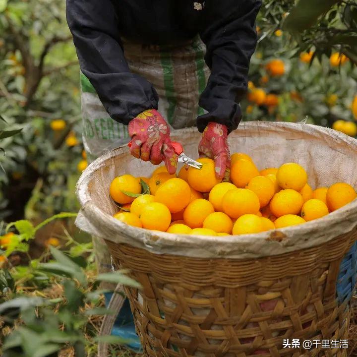Ehime No. 38 Jelly Orange, a connotative orange queen, is simply the ...