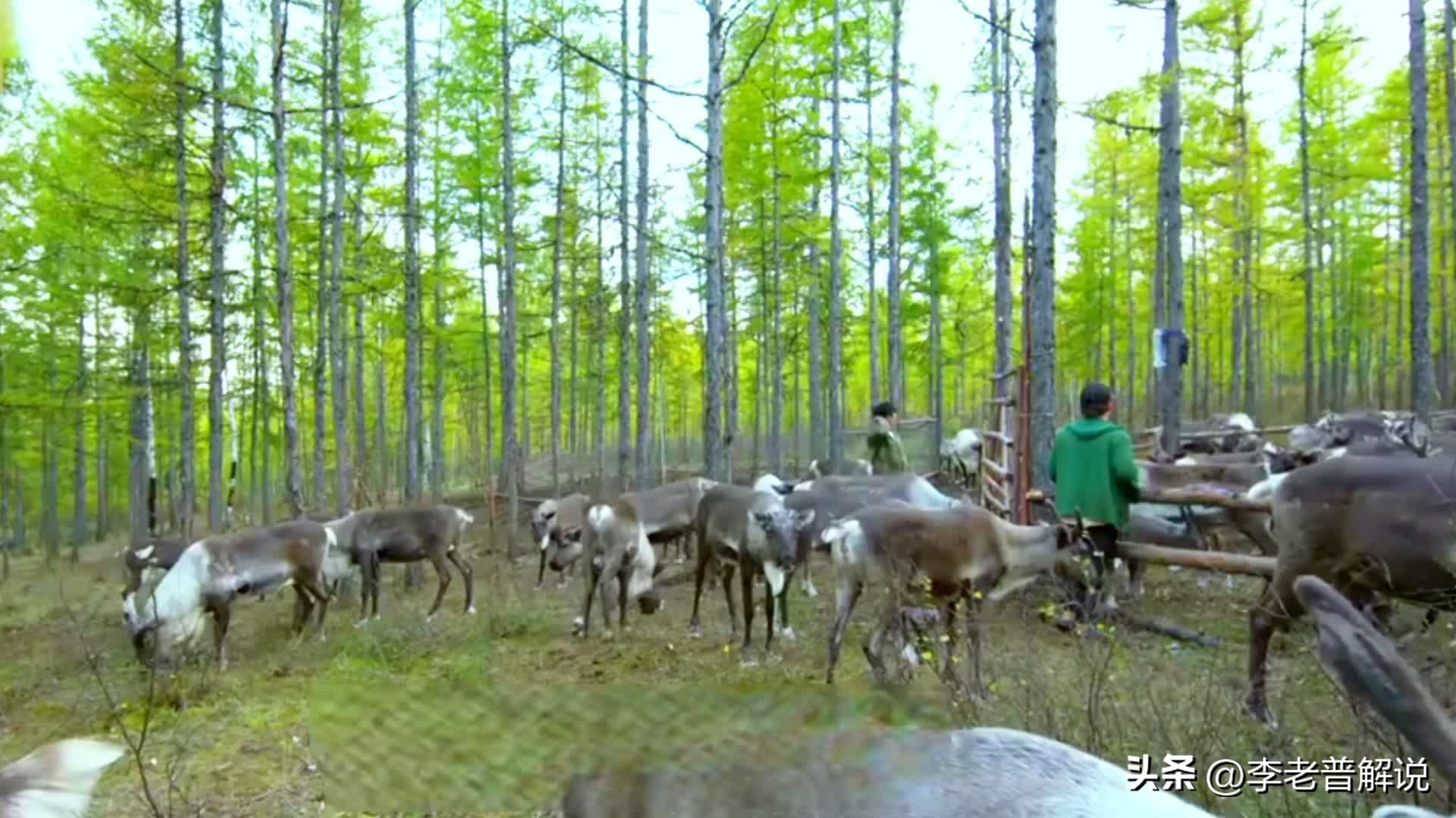 27 reindeer show their muscles on stage, but they don't have a 24-hour ...