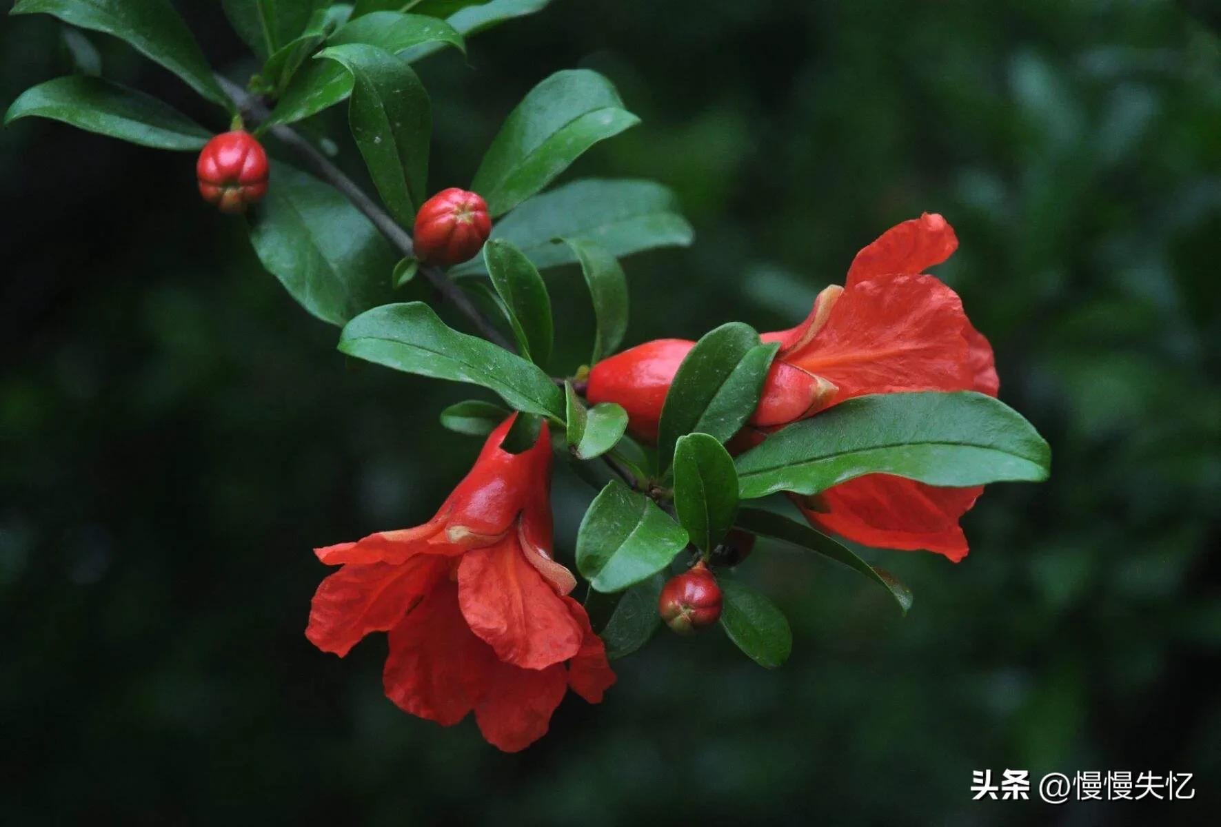 Five Poems of Durian Flowers in the Song Dynasty, Dark Green and Ten ...