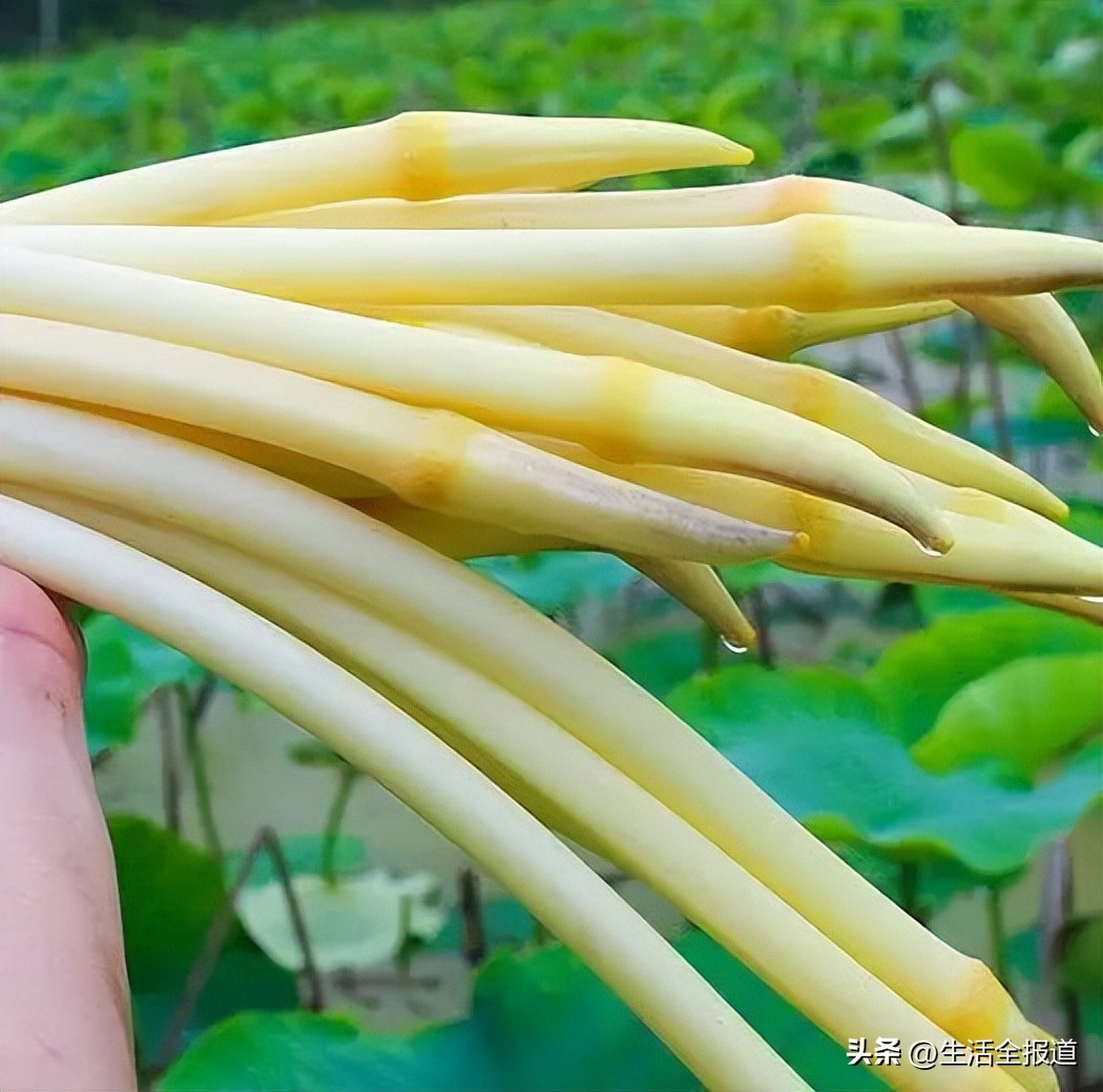 Strengthen the spleen, nourish the blood, and lower blood pressure! The ...