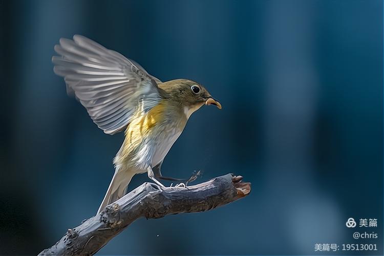 Red-flanked Blue-tailed Robin - iNEWS