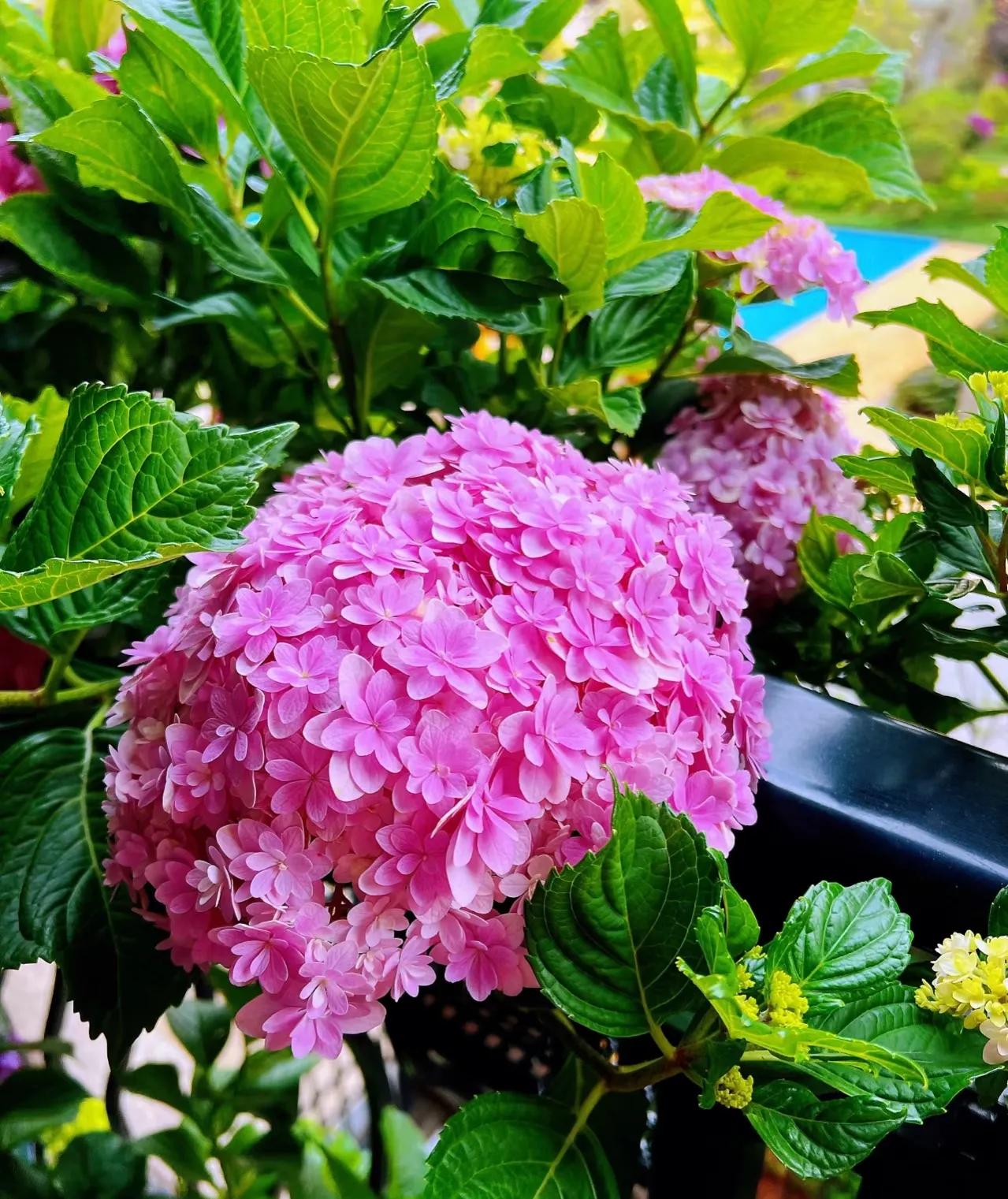 After blooming hydrangeas, do 4 "details", the new branches will be ...