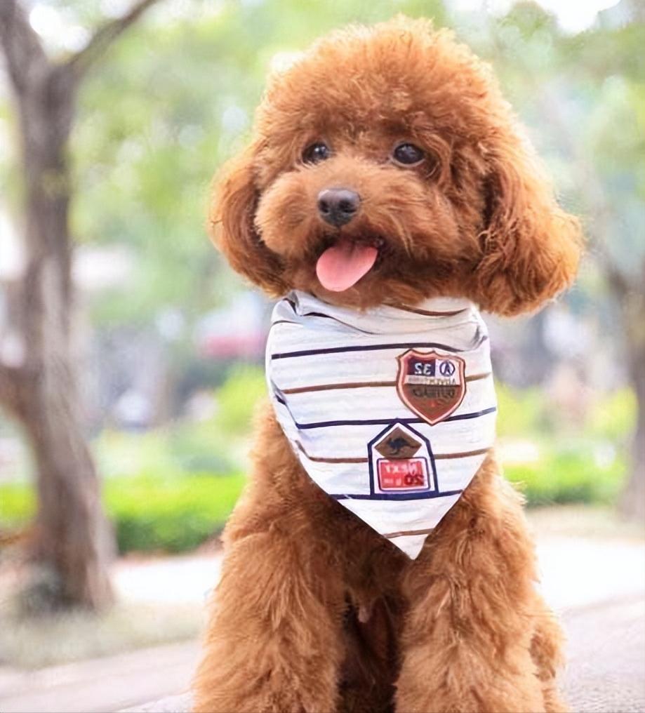 Well-behaved and cute Teddy, why does it have a bad reputation? There ...