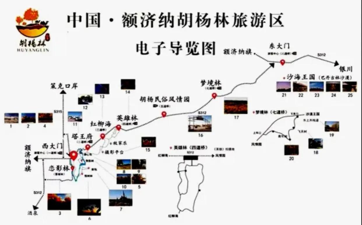 Alxa League, Inner Mongolia Autonomous Region - 5A, Populus euphratica ...