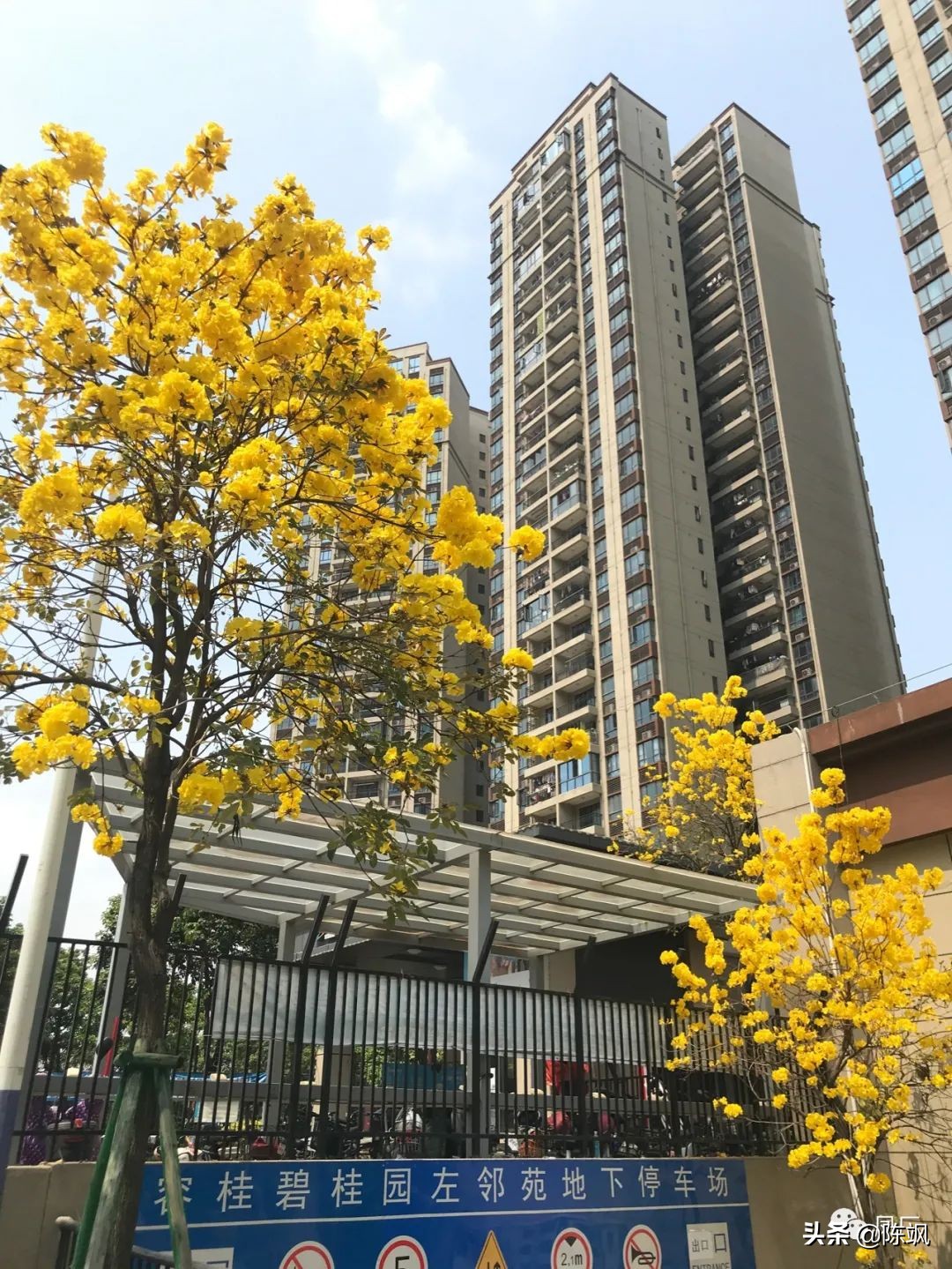 Ronggui, Shunde: Yellow Suzuki blooms in Phoenix Bay - iNEWS