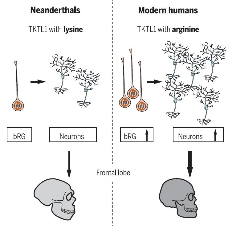Nobel Laureate's Latest Paper: An Amino Acid Change Allows Human Brains ...