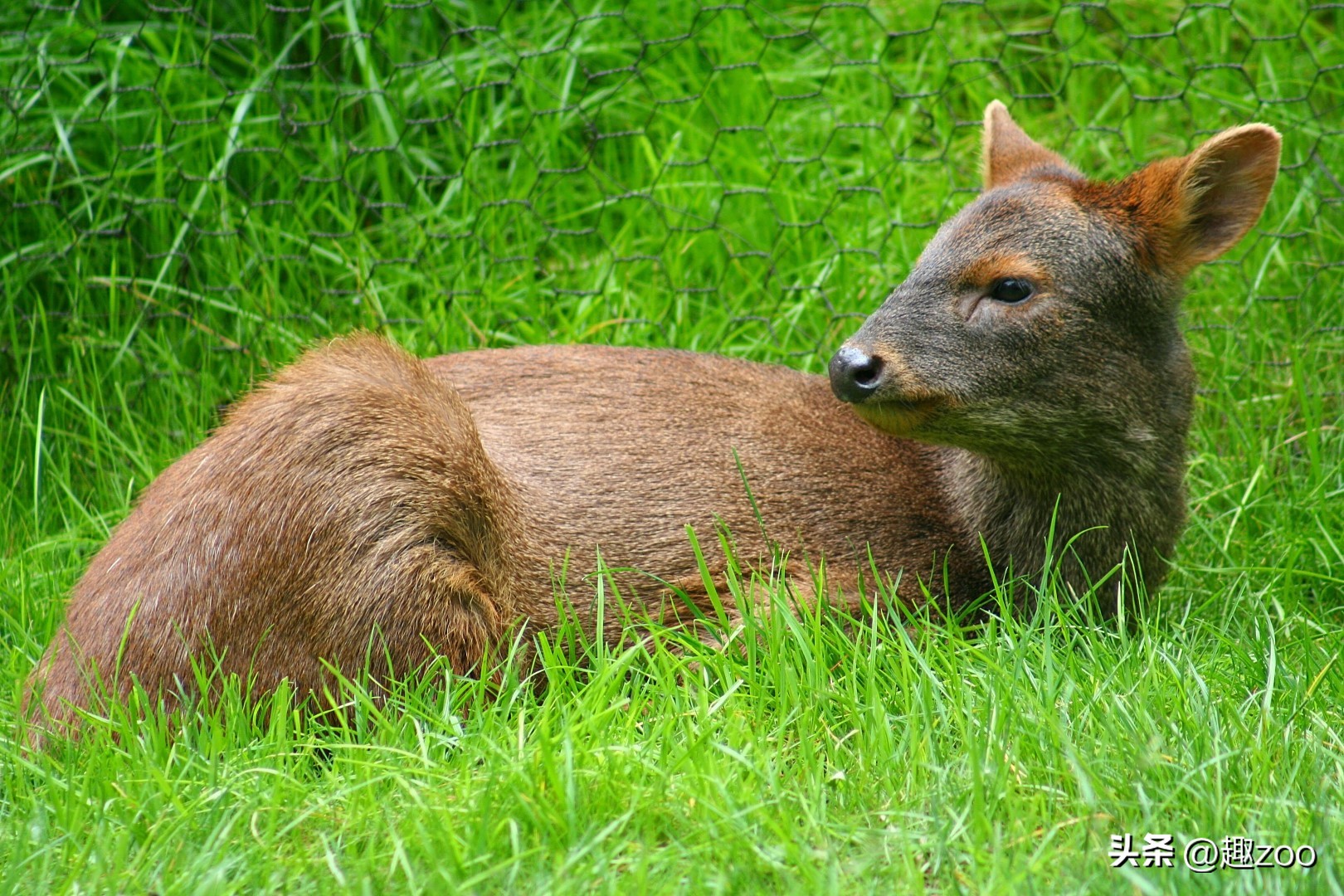 Ranking of the world's top ten rare deer species, which deer is the ...