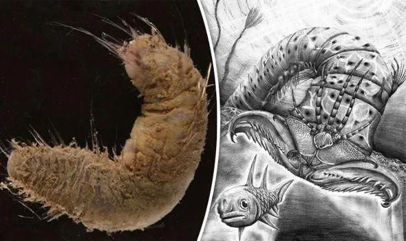 Scientists resurrect 46,000-year-old worm - iNEWS