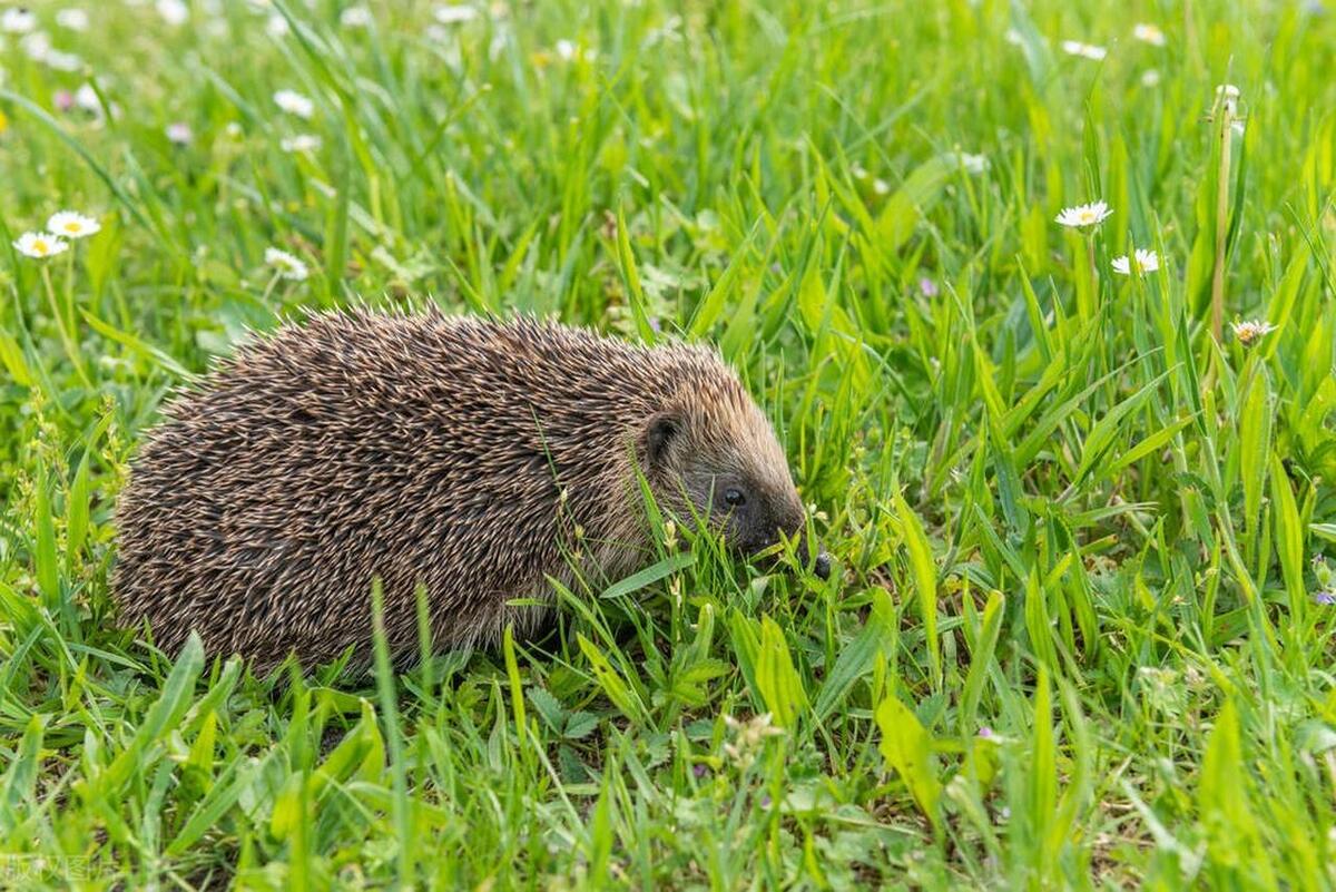 The Amazing World of Hibernation: Exploring the Mystery of Animals ...