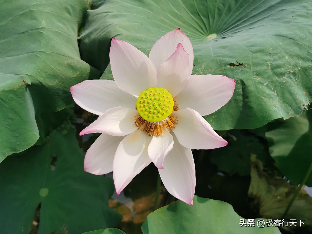 In midsummer, the lotus flowers are in full bloom in He Baozhen's ...