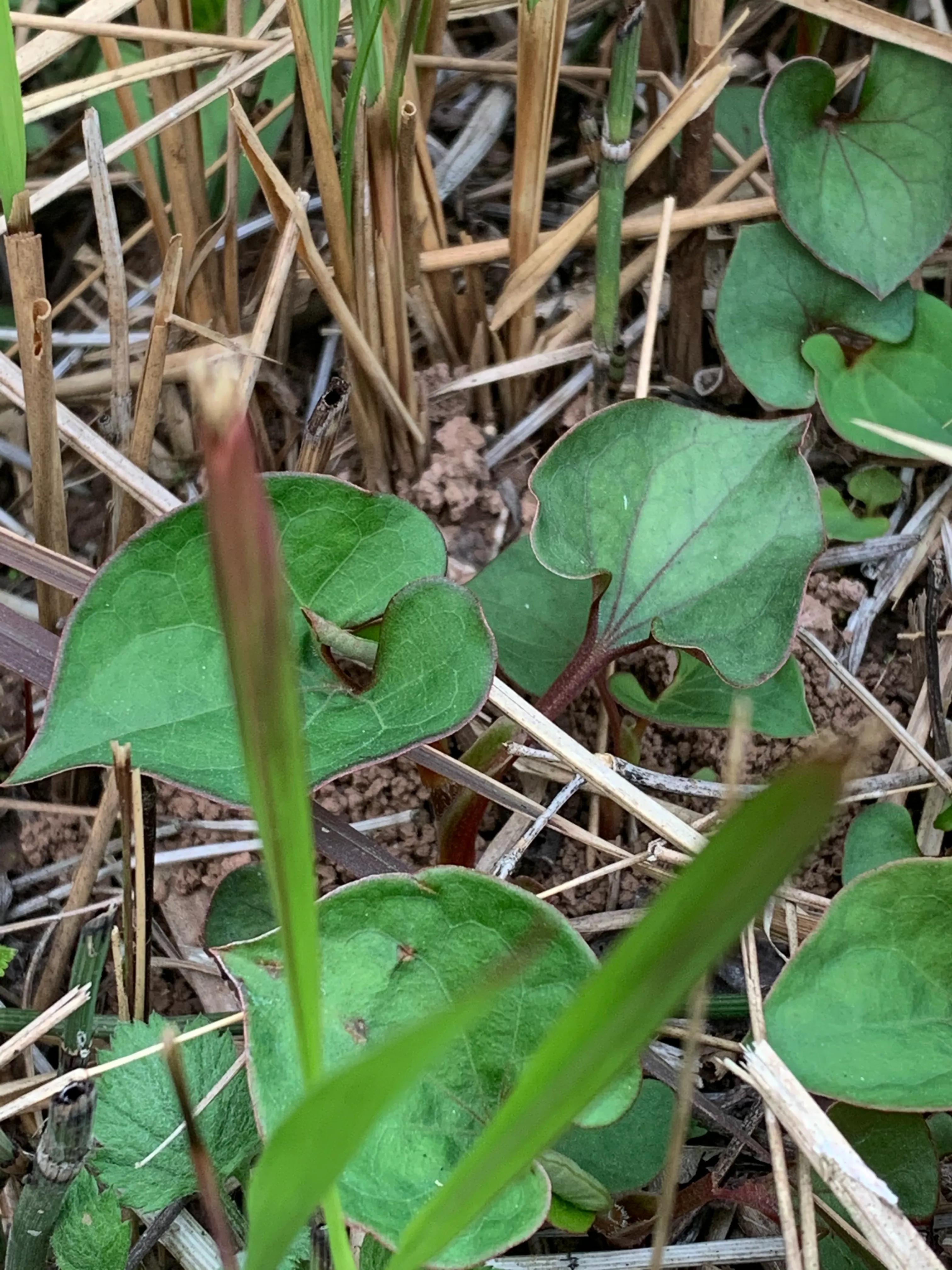 wild folded ear root - iNEWS