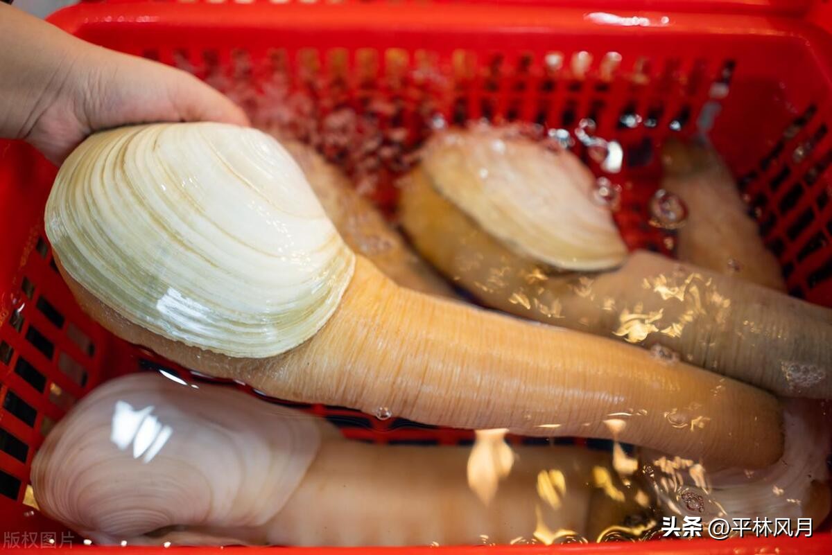 Sea delicacies - iMedia