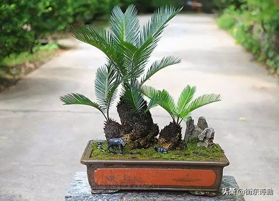 "The thousand-year-old iron tree blooms, and the ten-thousand-year-old ...