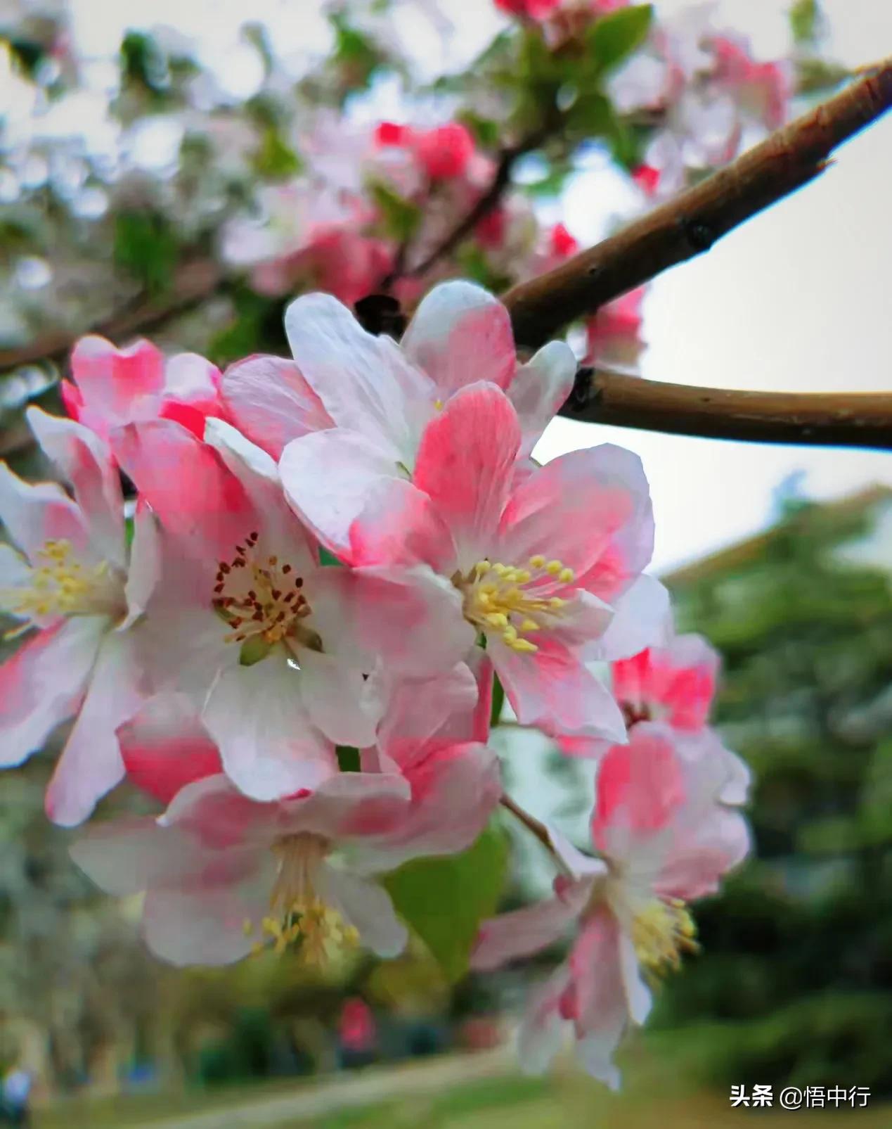 A spring is busy with flowers - iNEWS