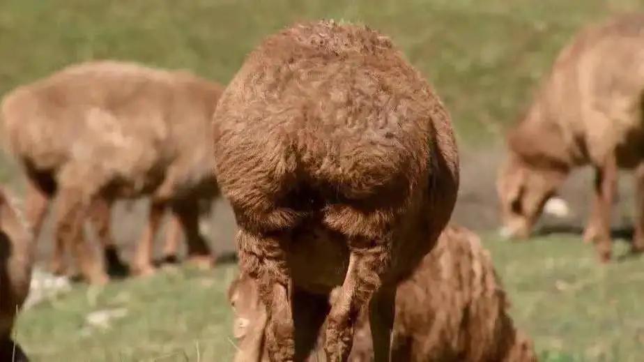 "Sheep Kardashian" Altay big-tailed sheep to understand? - iNEWS