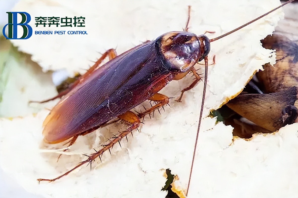 How to get rid of cockroaches in restaurants? - iNEWS