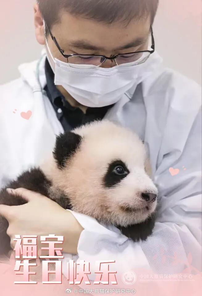 Fubao's 3rd birthday was live broadcasted by Yang's mother on the whole ...
