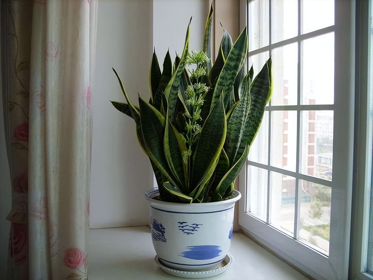 Raising tiger Pilan has "two joys and two fears", remember, learn, and ...