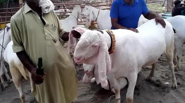 The magical Pakistani goat has ears half a meter long - iNEWS