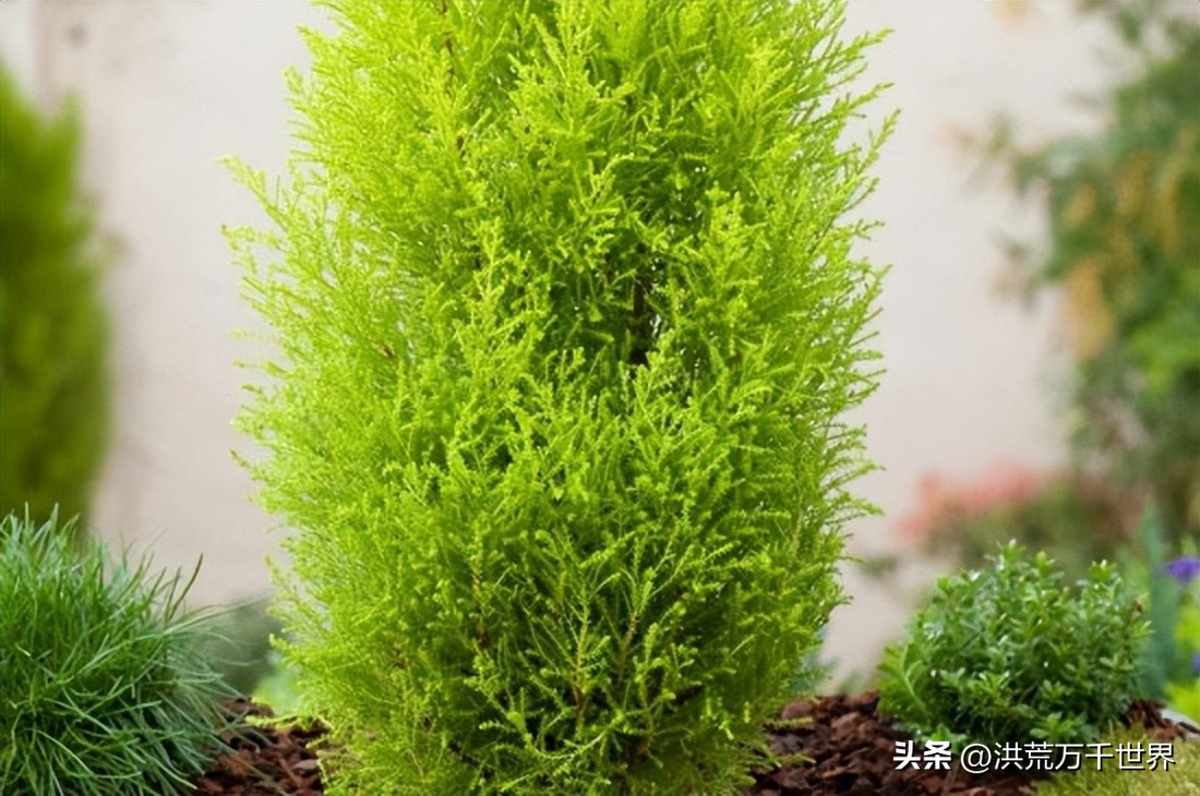 The flower language and meaning of fragrant pine - iNEWS