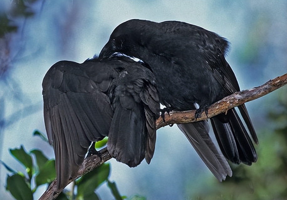 Hawaiian crows: Rare guardians of tropical birds - iNEWS
