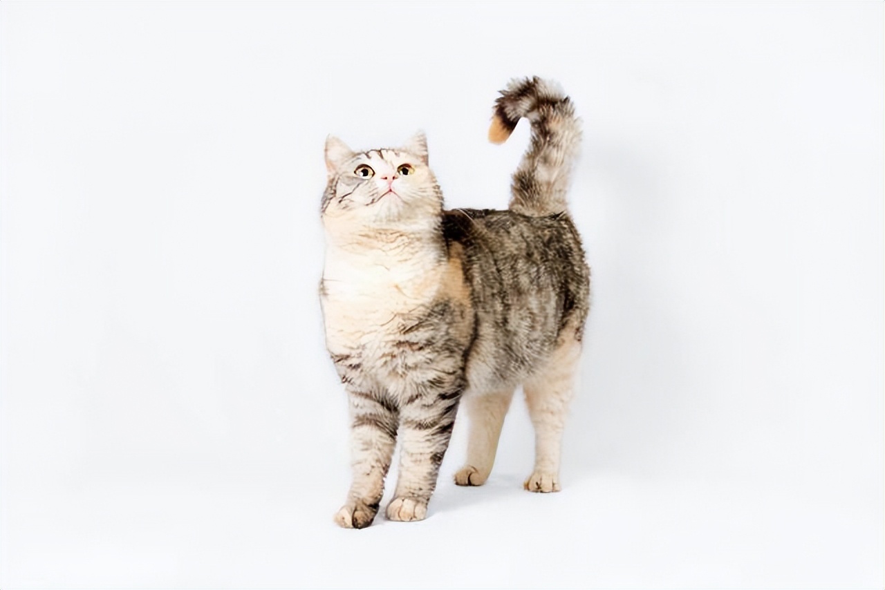 Cats can talk with their tails. How many of these 9 tail languages do ...