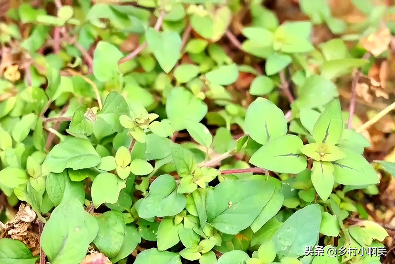 Plants that can expel stones from the body, commonly known as "fossil ...