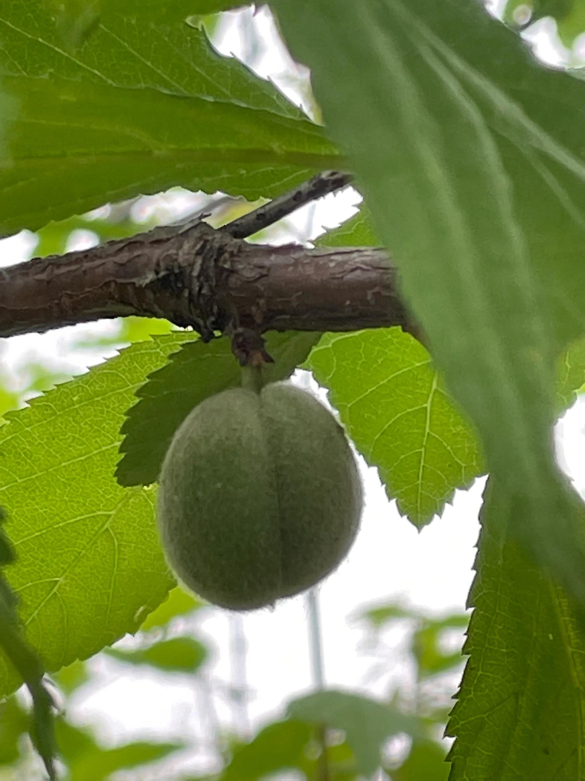 What kind of fruit are these? Look, how many can you recognize? - iMedia