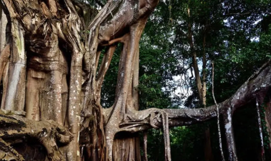 The super-large tree on the earth: weighing 2,800 tons and occupying 8 ...