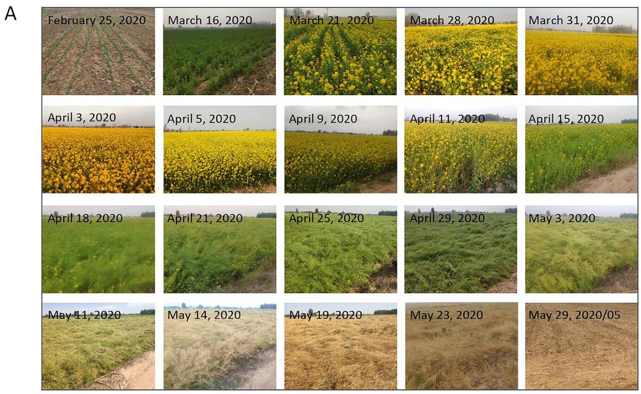 Mapping of canola planting areas in Google Earth Engine using automated algorithms based on ...